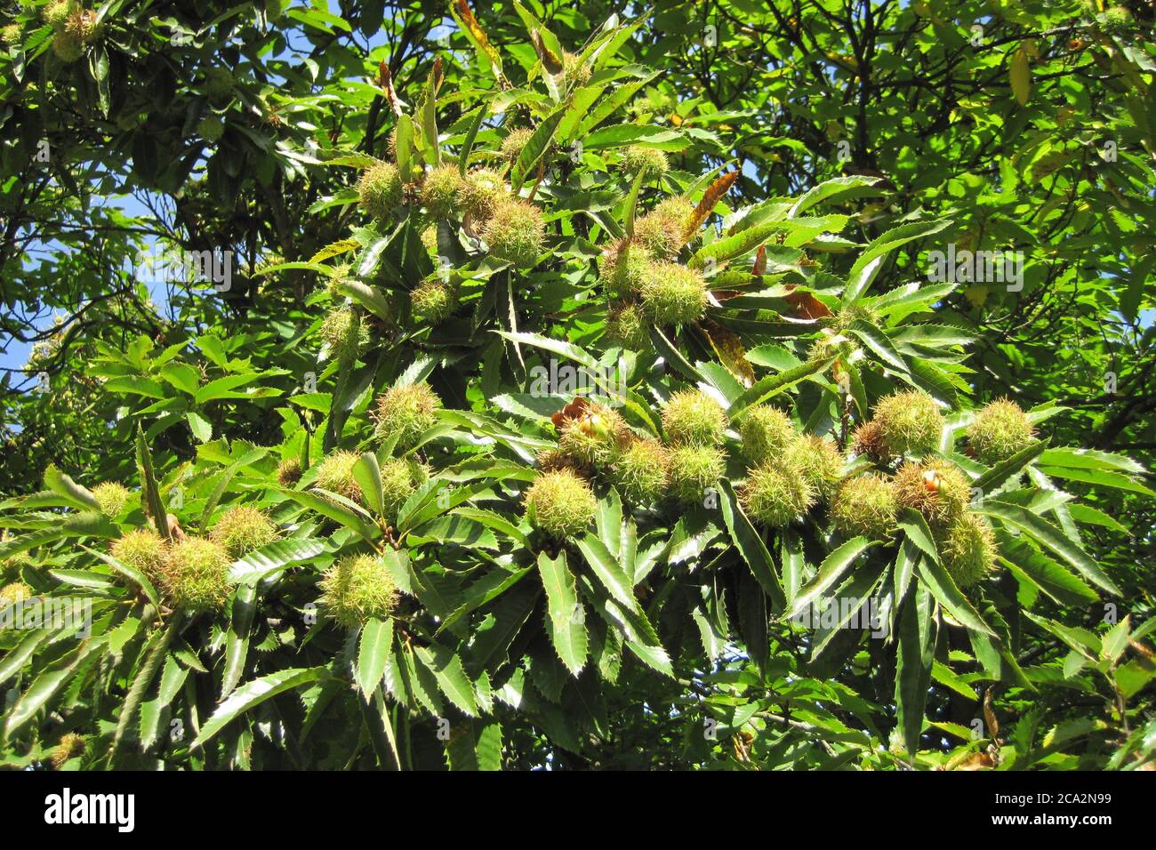 green edible chestnuts as nice natural background Stock Photo - Alamy