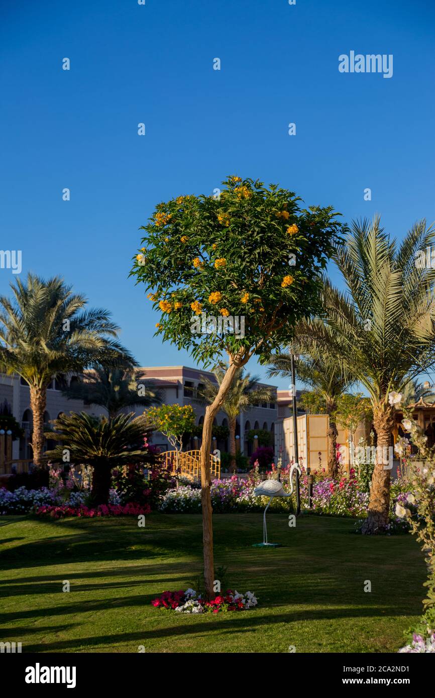 Arab buildings with palm trees in hotel Stock Photo - Alamy