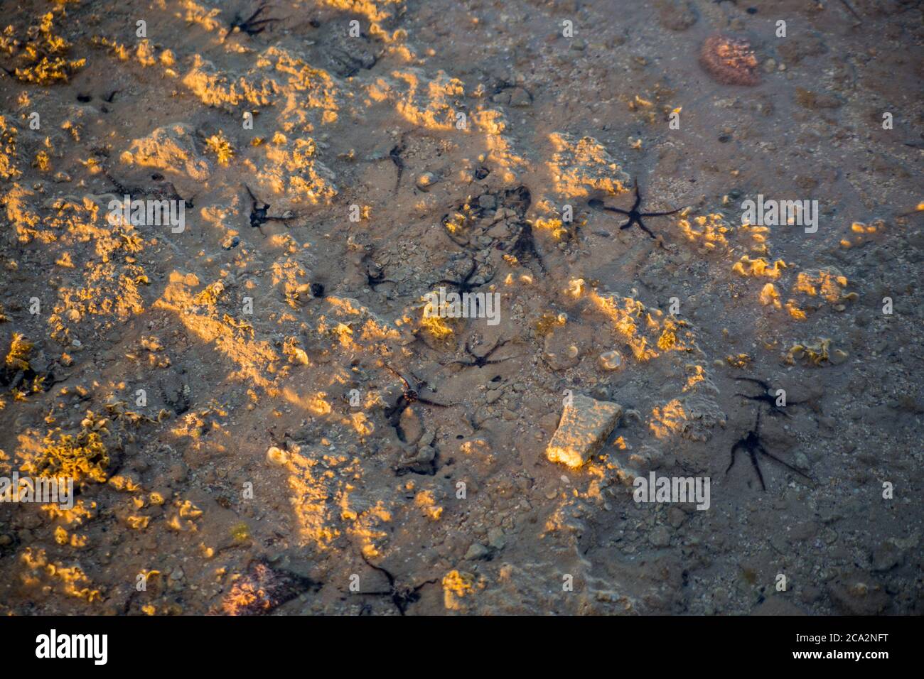a black starfish in sea water Stock Photo - Alamy