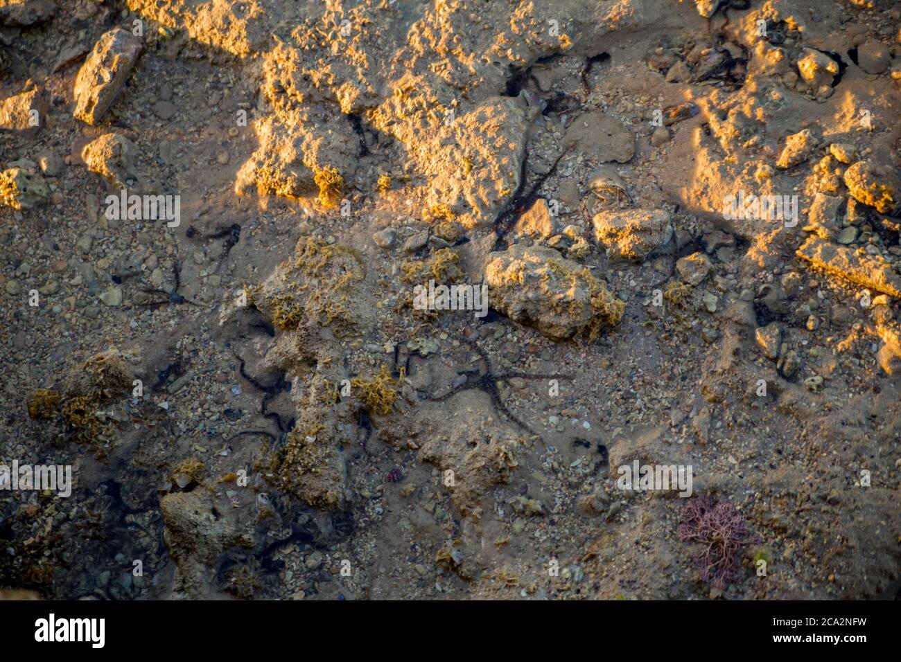 a black starfish in sea water Stock Photo - Alamy