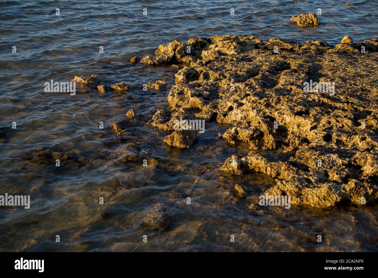 a black starfish in sea water Stock Photo - Alamy