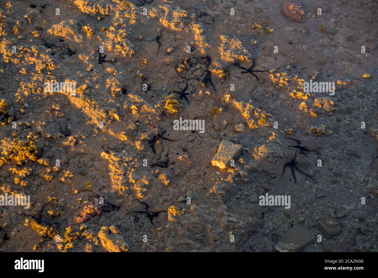 a black starfish in sea water Stock Photo - Alamy