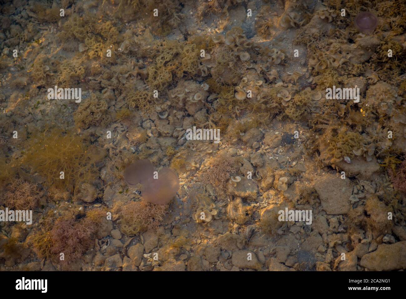 a black starfish in sea water Stock Photo - Alamy