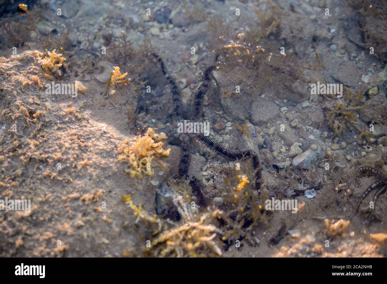 a black starfish in sea water Stock Photo - Alamy