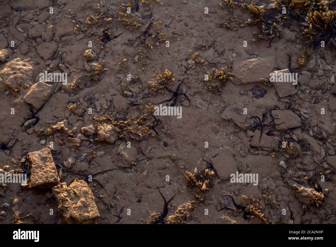 a black starfish in sea water Stock Photo - Alamy