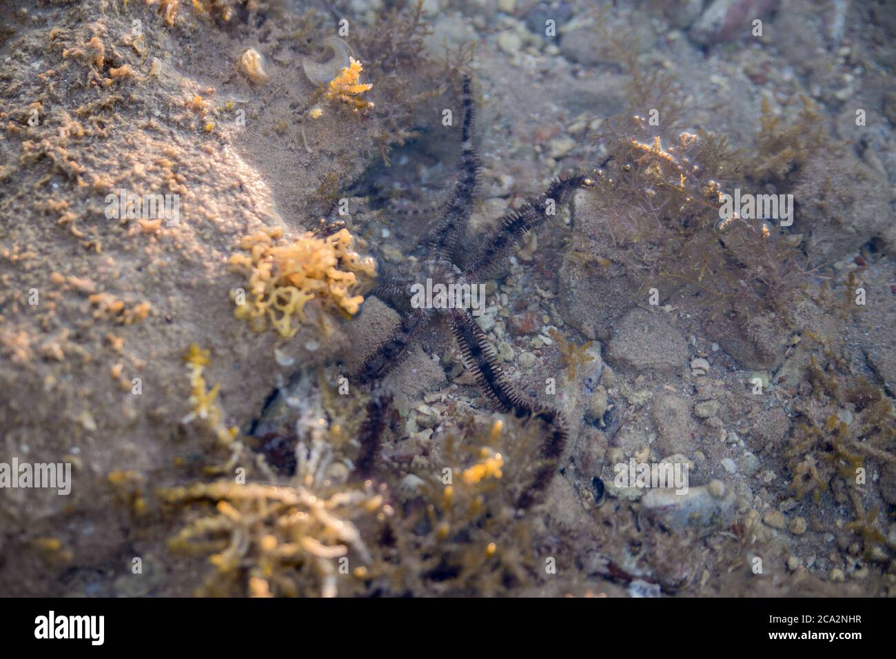 a black starfish in sea water Stock Photo - Alamy