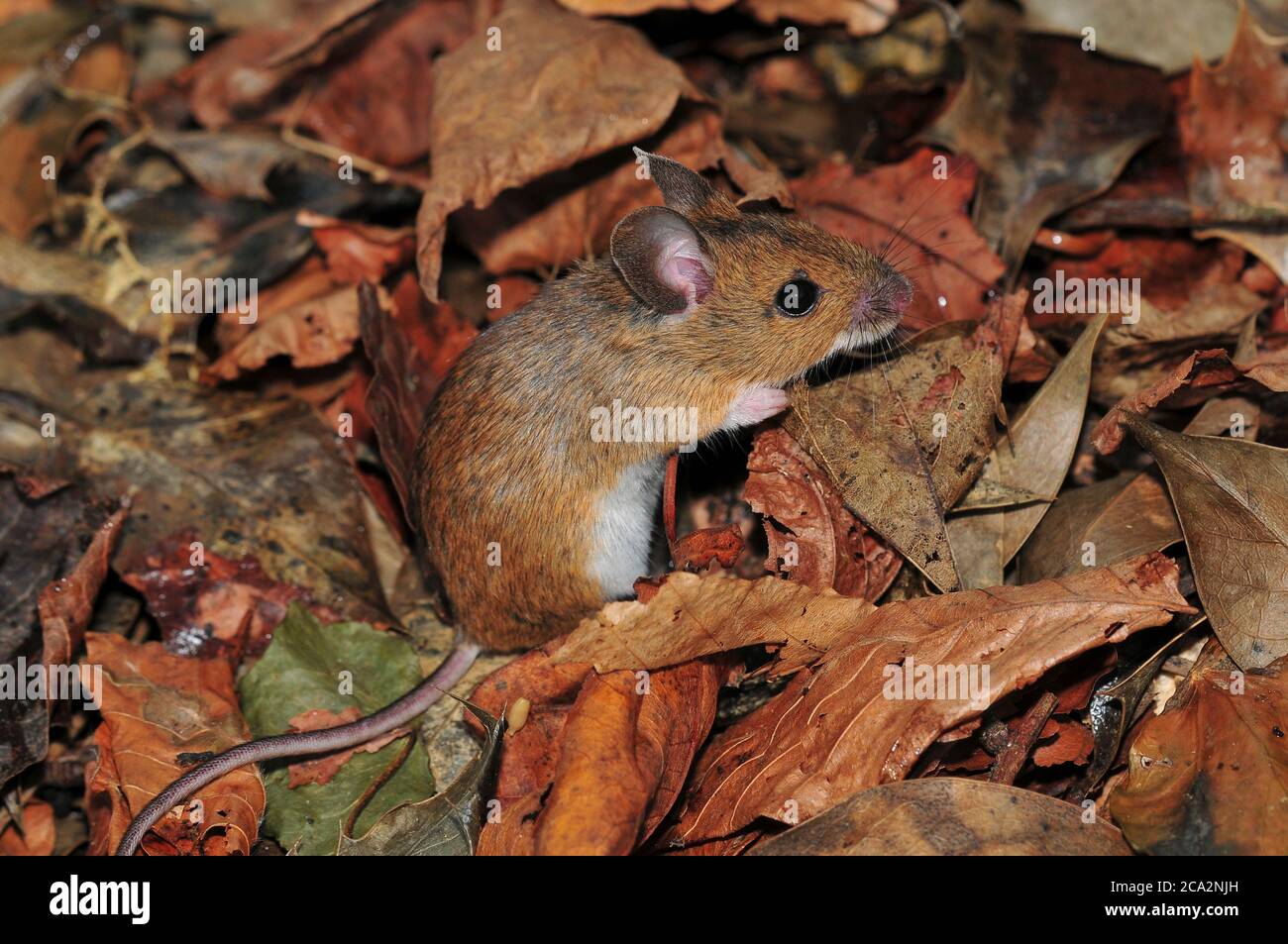 wood mouse apodemus sylvaticus Stock Photo - Alamy