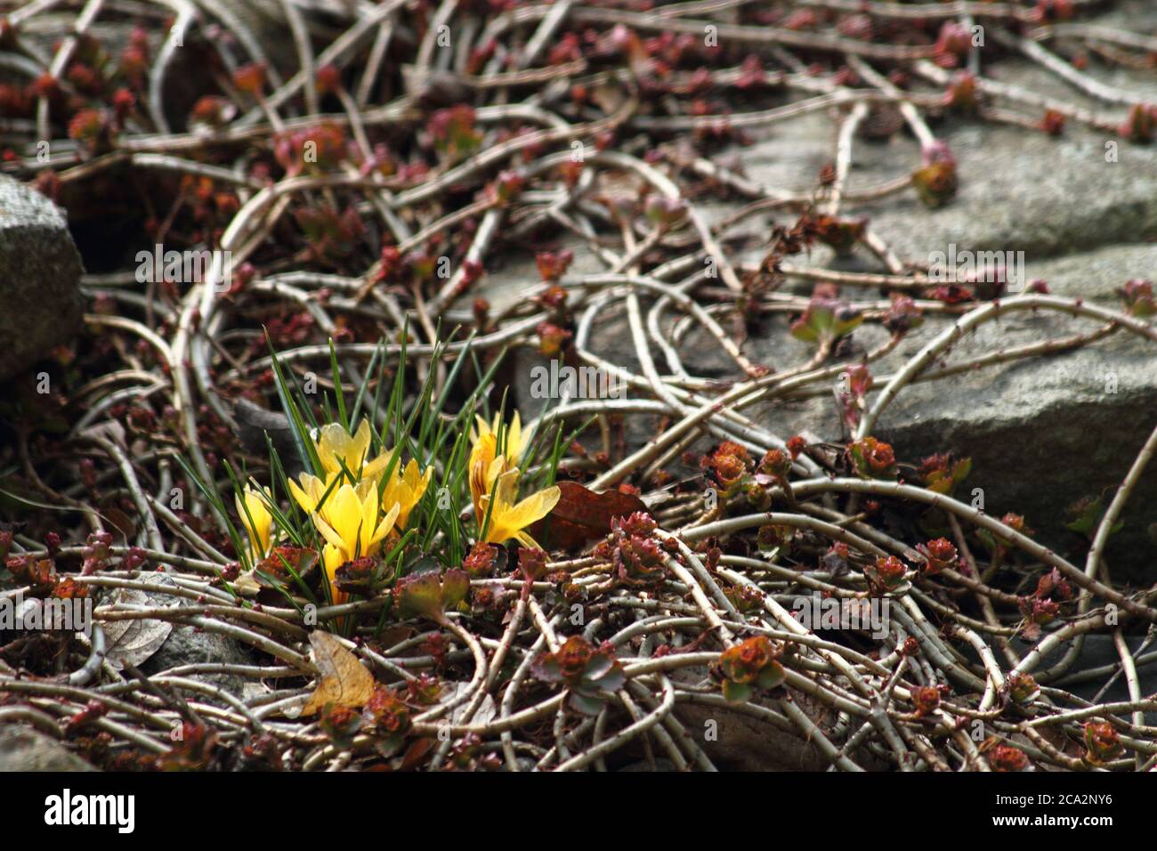 yellow crocus flowers in the early spring Stock Photo - Alamy
