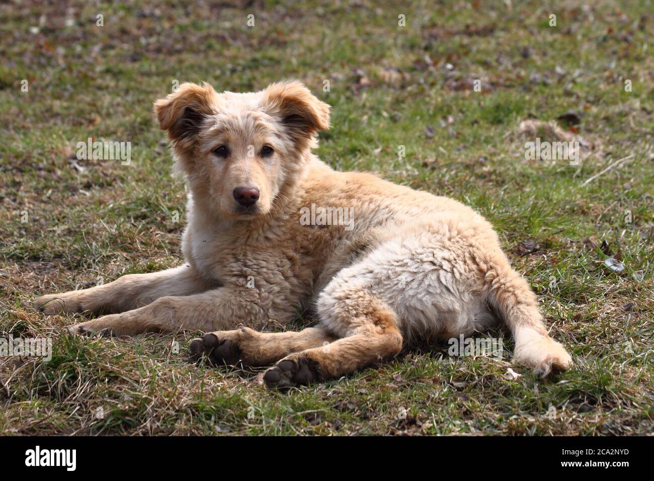 small labrador dog in the green grass Stock Photo - Alamy