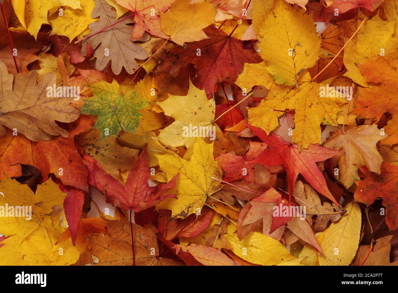 color autumn leaves as nice natural background Stock Photo - Alamy