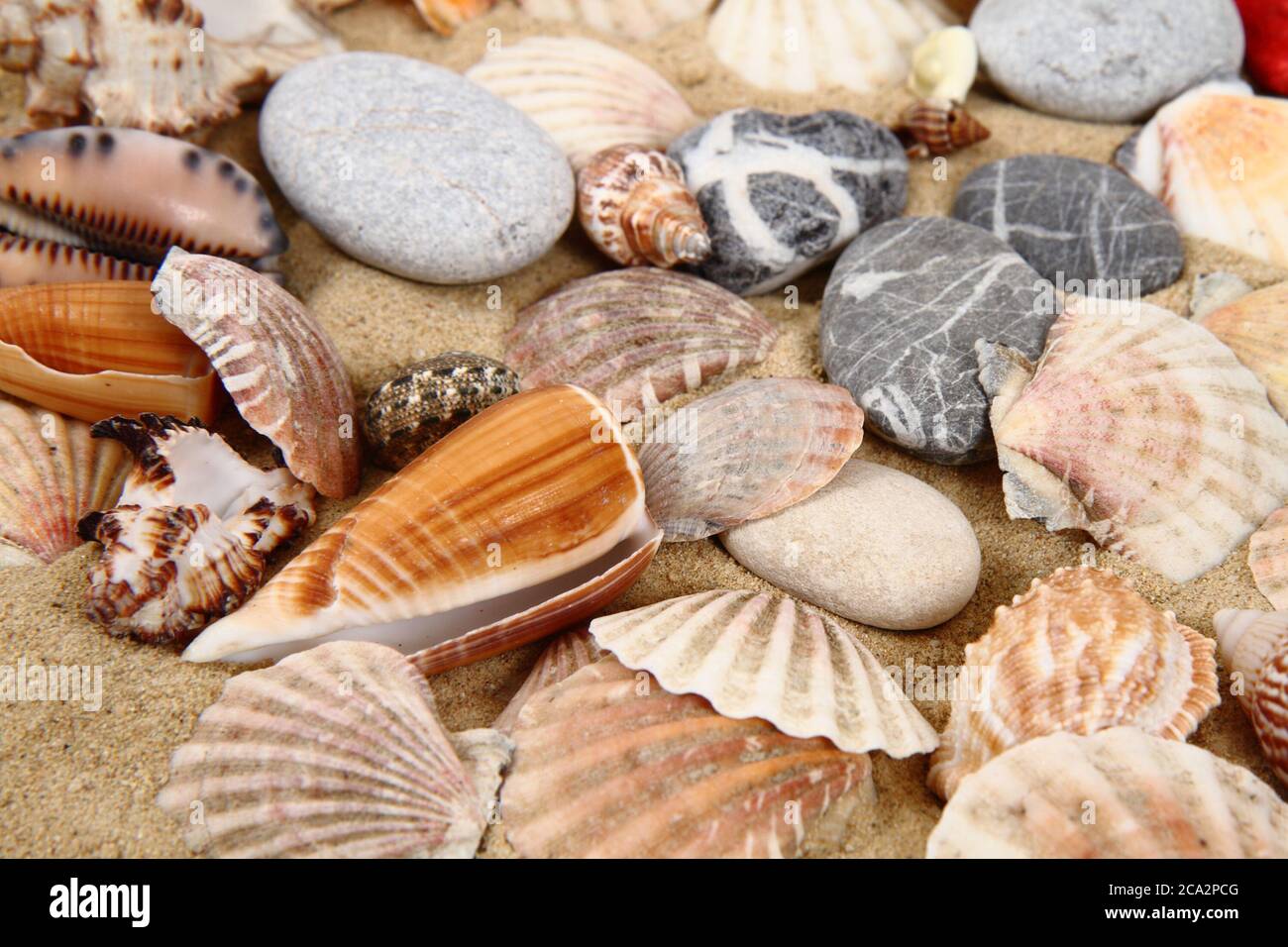 sea shells and yellow sand as natural summer background Stock Photo - Alamy