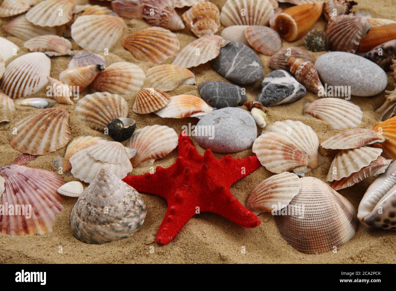 sea shells and yellow sand as natural summer background Stock Photo - Alamy