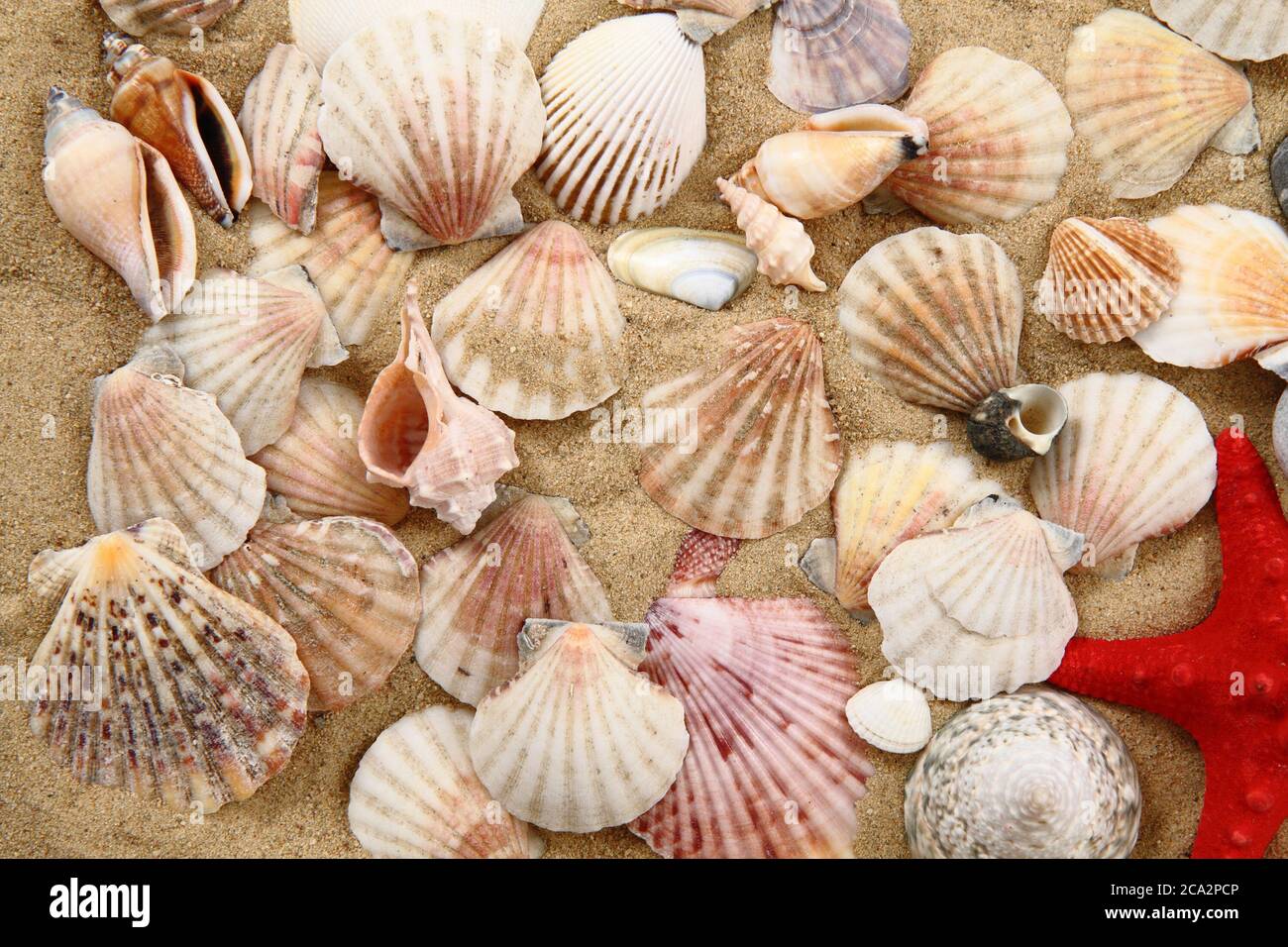 sea shells and yellow sand as natural summer background Stock Photo - Alamy
