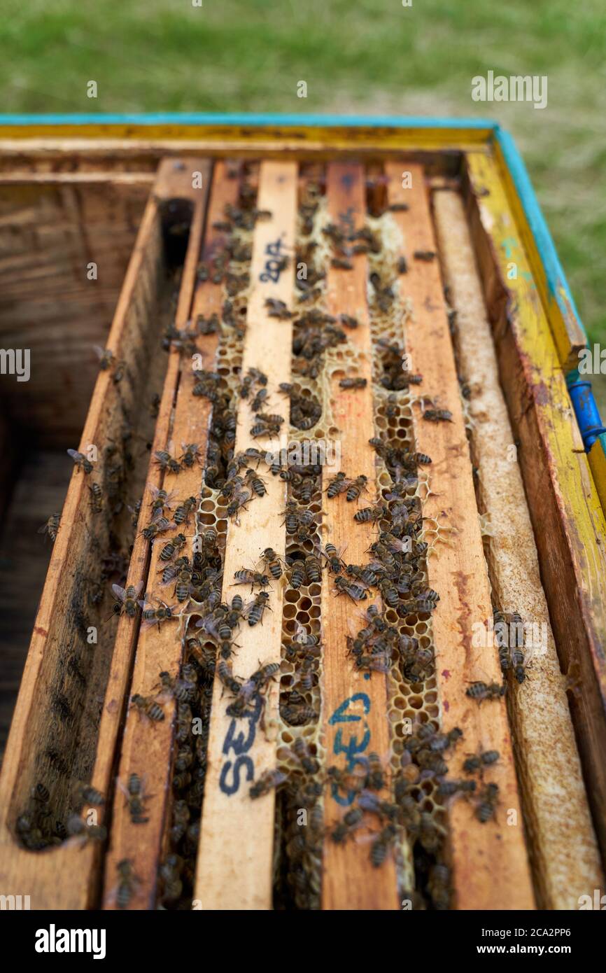 Closeup inside the beehive while the bees are working Stock Photo - Alamy