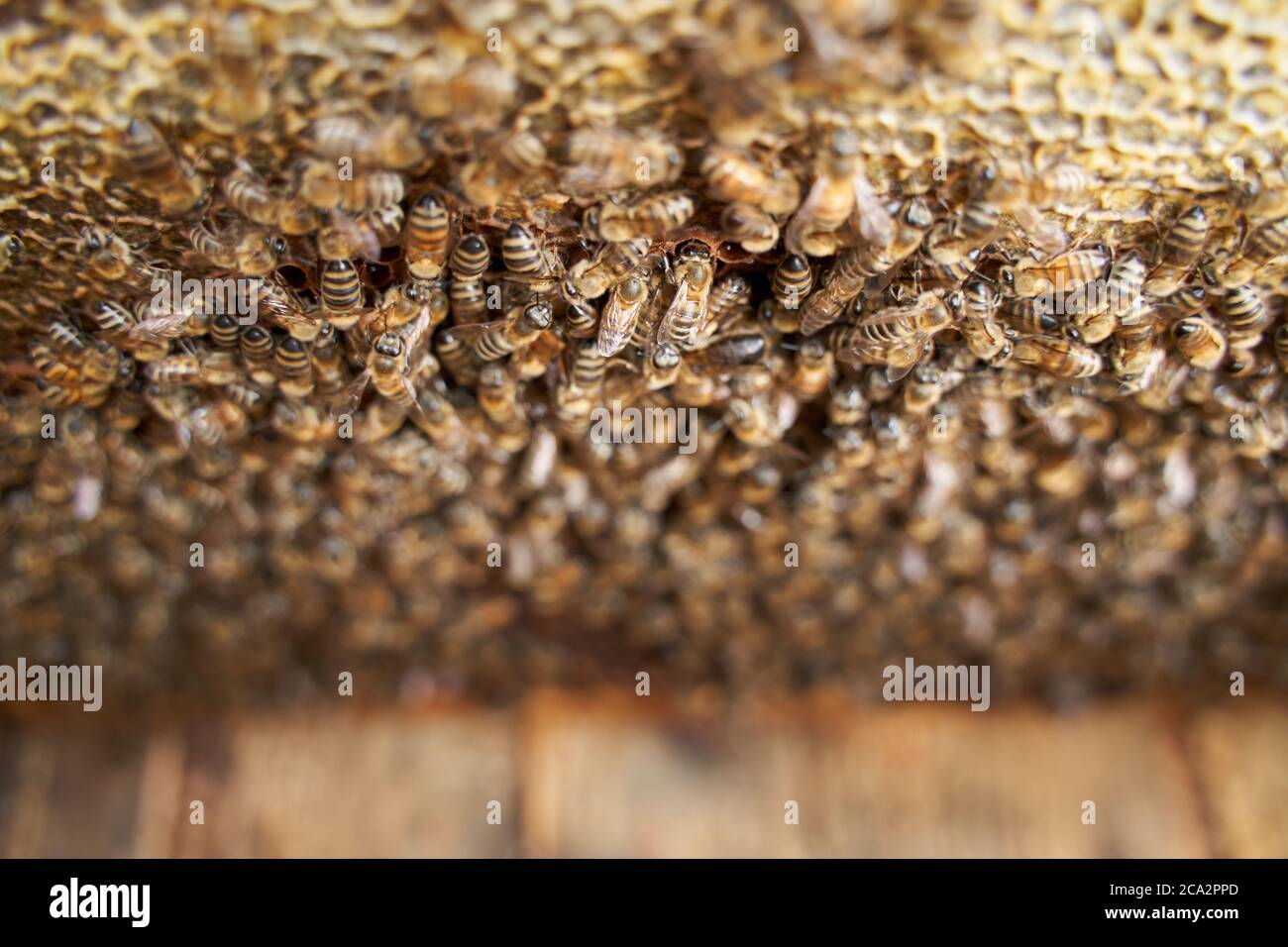 Closeup inside the beehive while the bees are working Stock Photo - Alamy