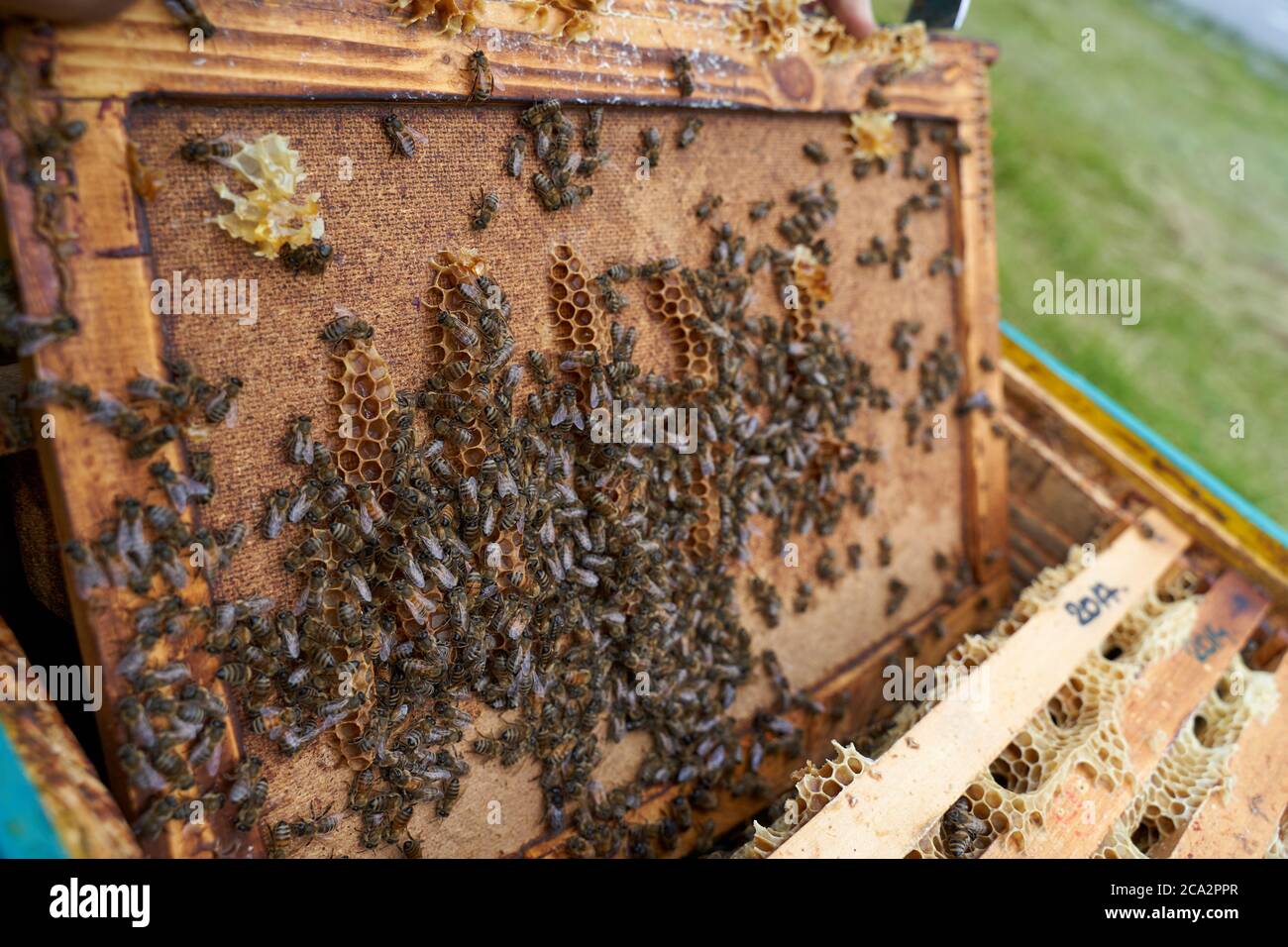 Closeup inside the beehive while the bees are working Stock Photo - Alamy