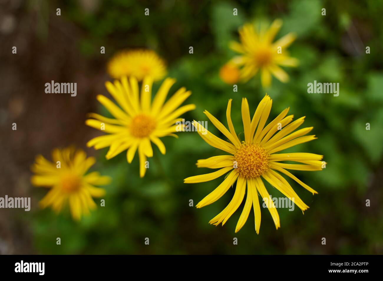 Closeup of mountain yellow wild daisy flowers Stock Photo - Alamy