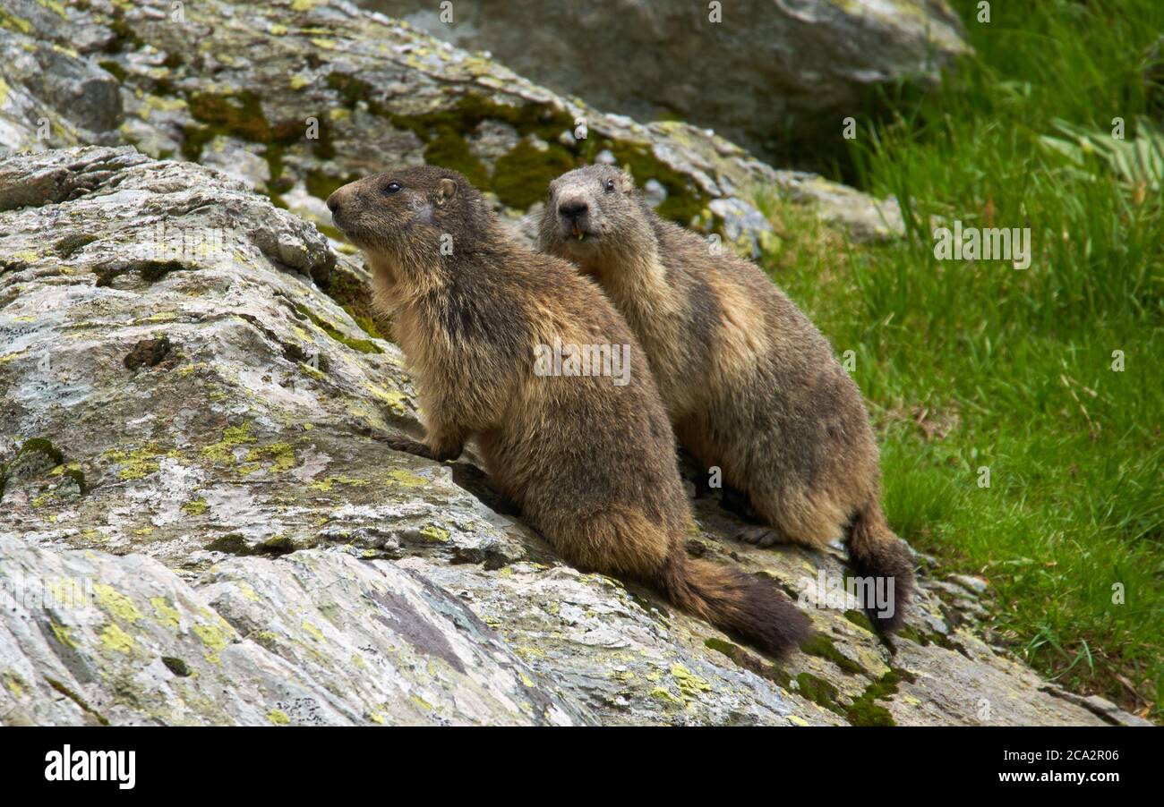 Adorable marmots hi-res stock photography and images - Alamy