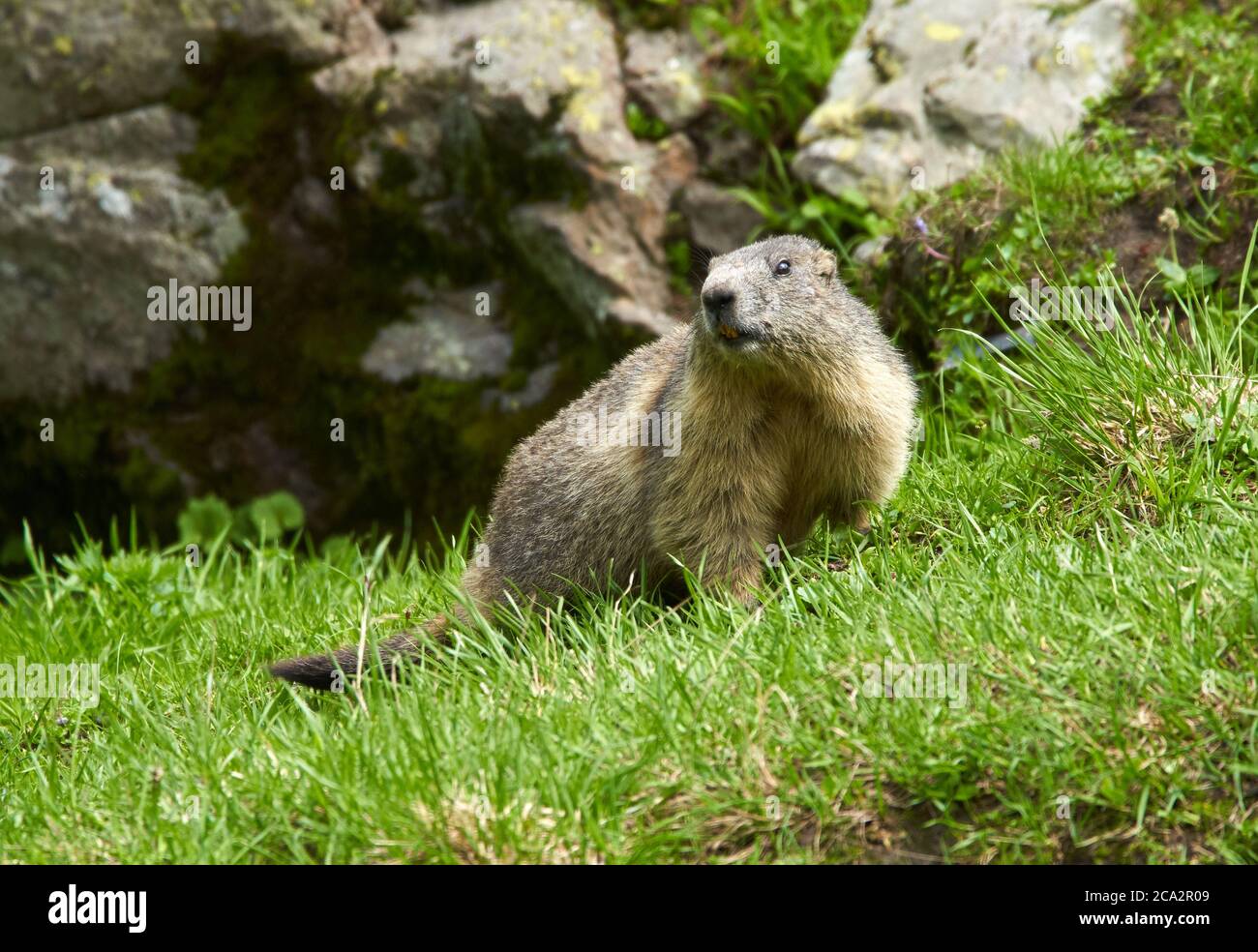 A cute marmot in the grass and on the rocks Stock Photo - Alamy