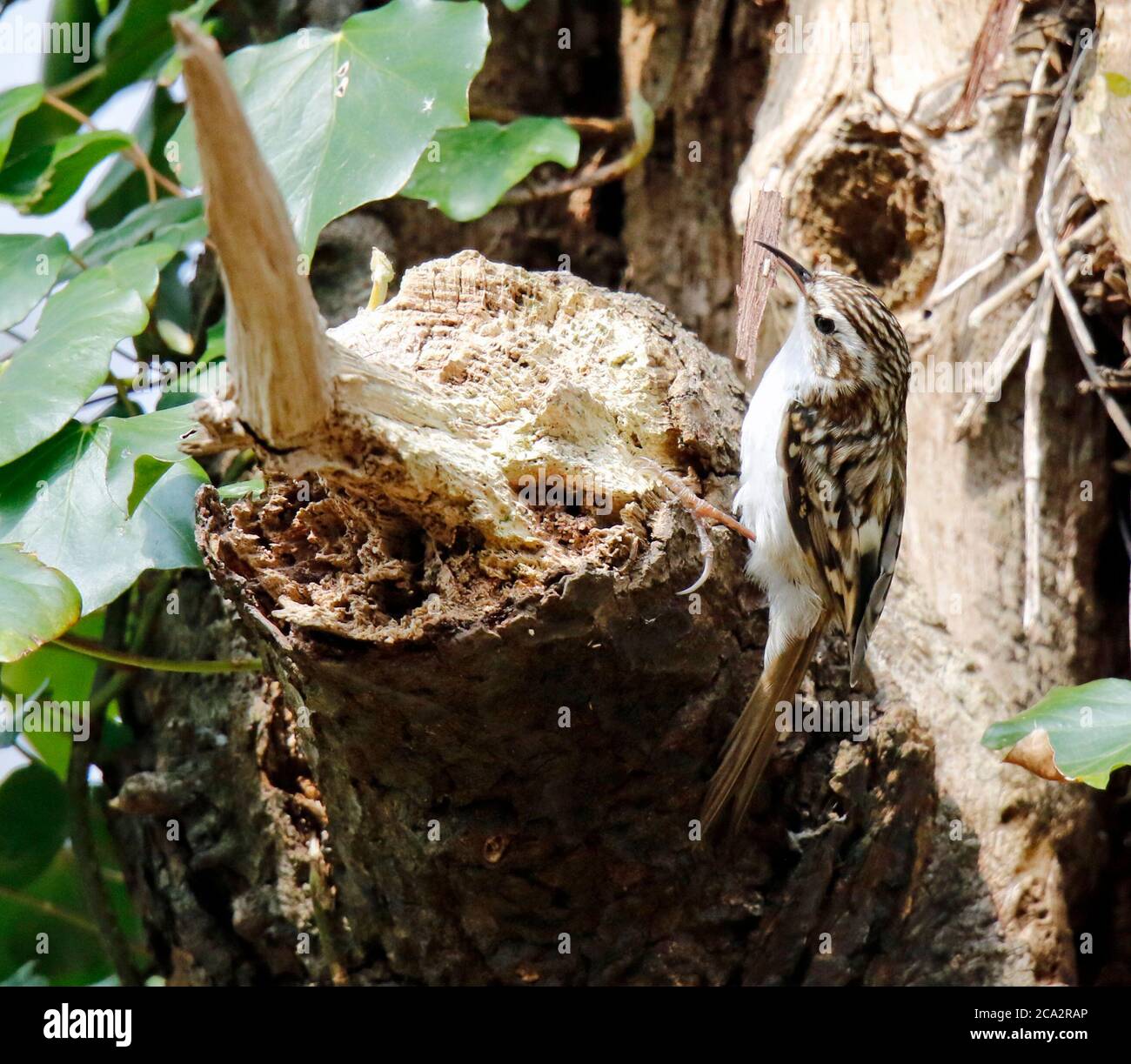 Treecreeper collecting material to build its nest Stock Photo - Alamy