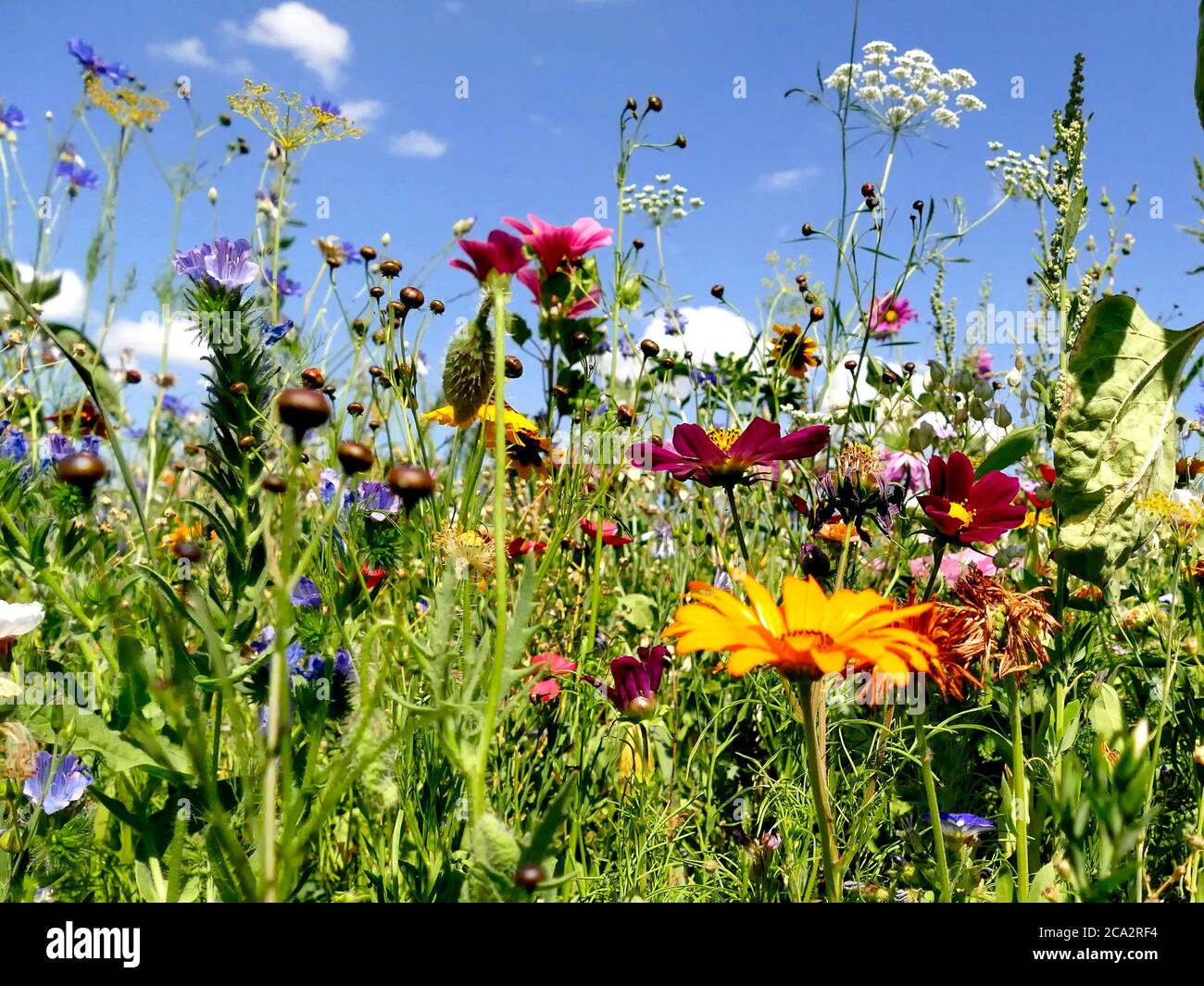 meadow with a lot of colorful flowers Stock Photo - Alamy