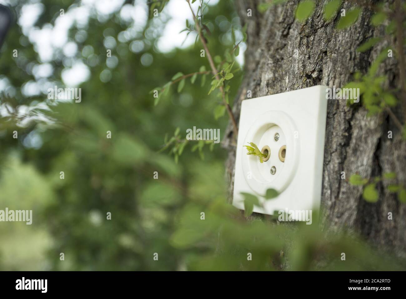 Electrical socket on an oak tree Stock Photo - Alamy
