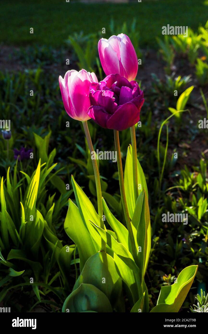 Blooming tulip (Tulipa) in the garden in Prague, Czech Republic, April ...