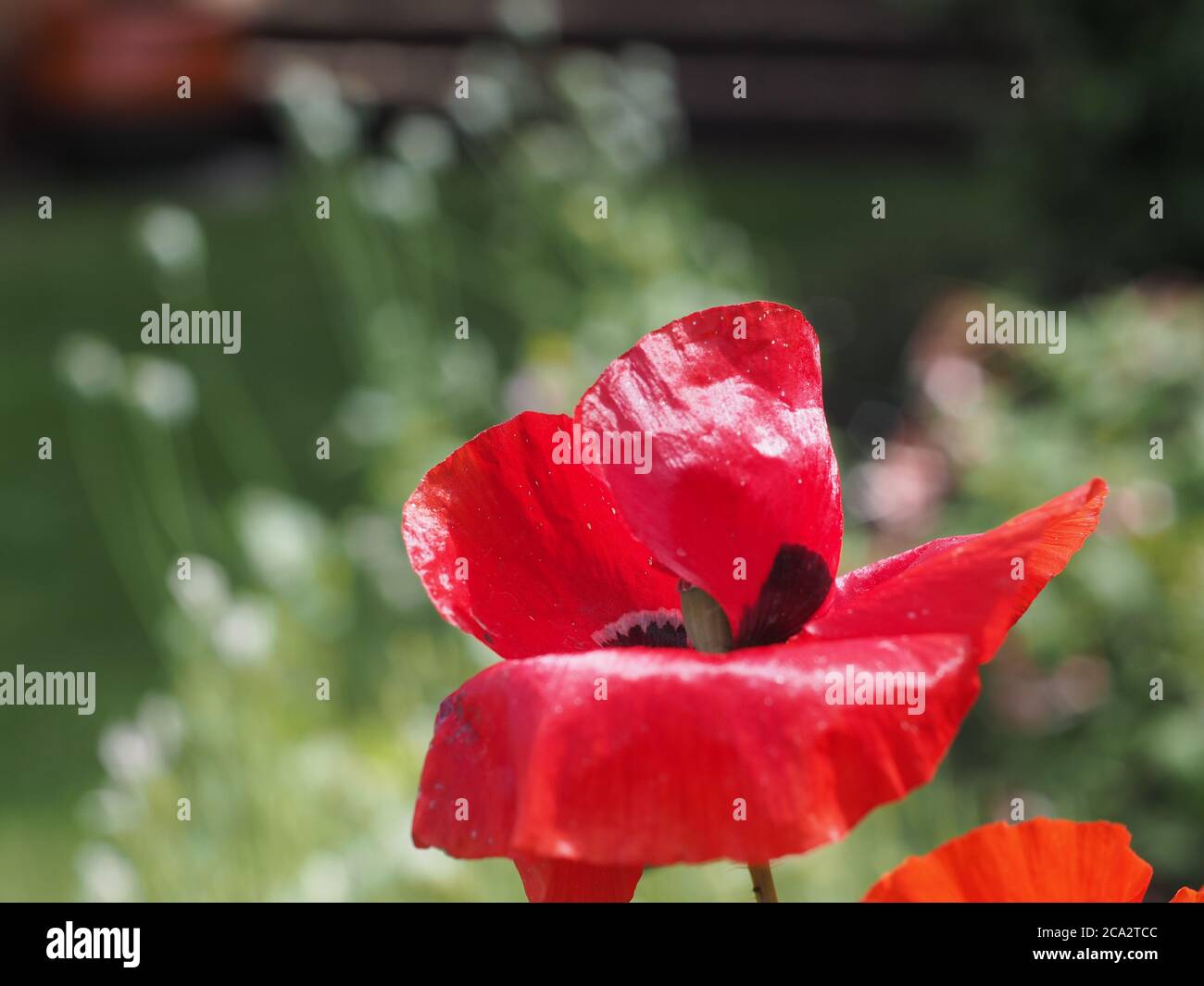 Single red poppy fully open, bubble bokeh background Stock Photo - Alamy
