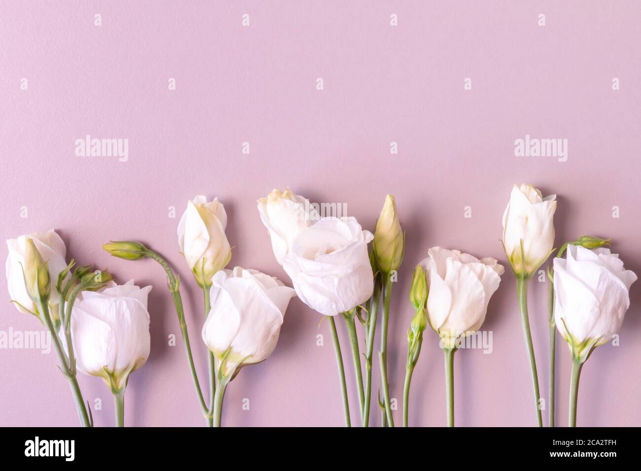 Row of white roses on pink background. White rose flowers with stems ...