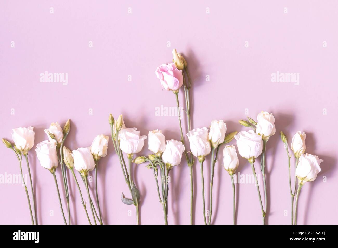 White Flowers Tumblr Header