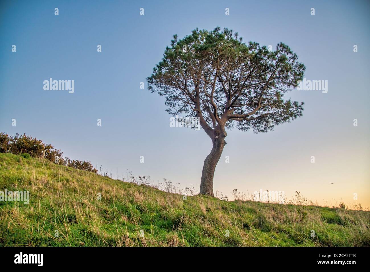 Isolated tree in the Coromandel peninsula, New Zealand Stock Photo - Alamy