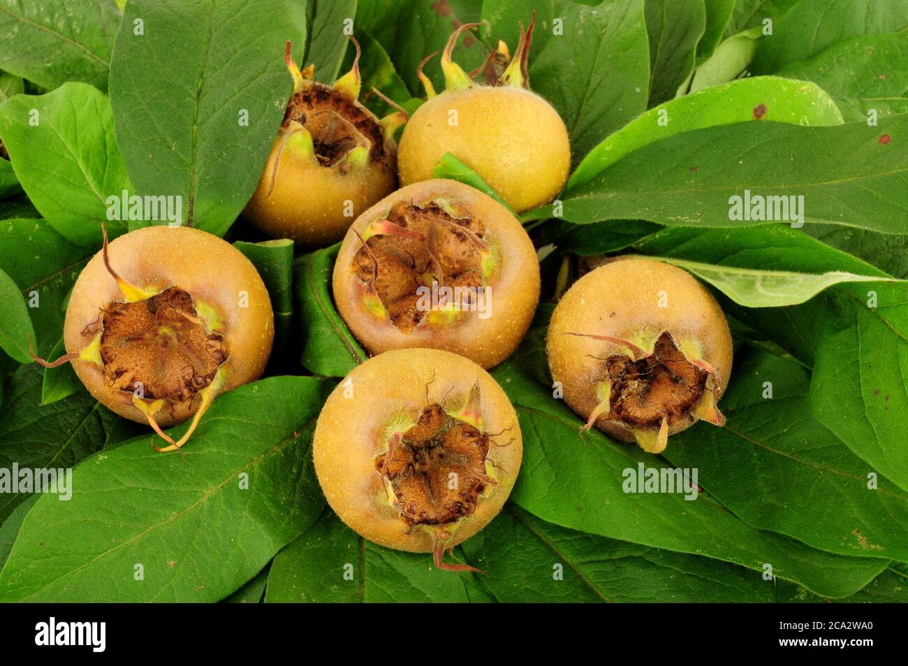 Group of common medlar fruit and leaves background Stock Photo - Alamy