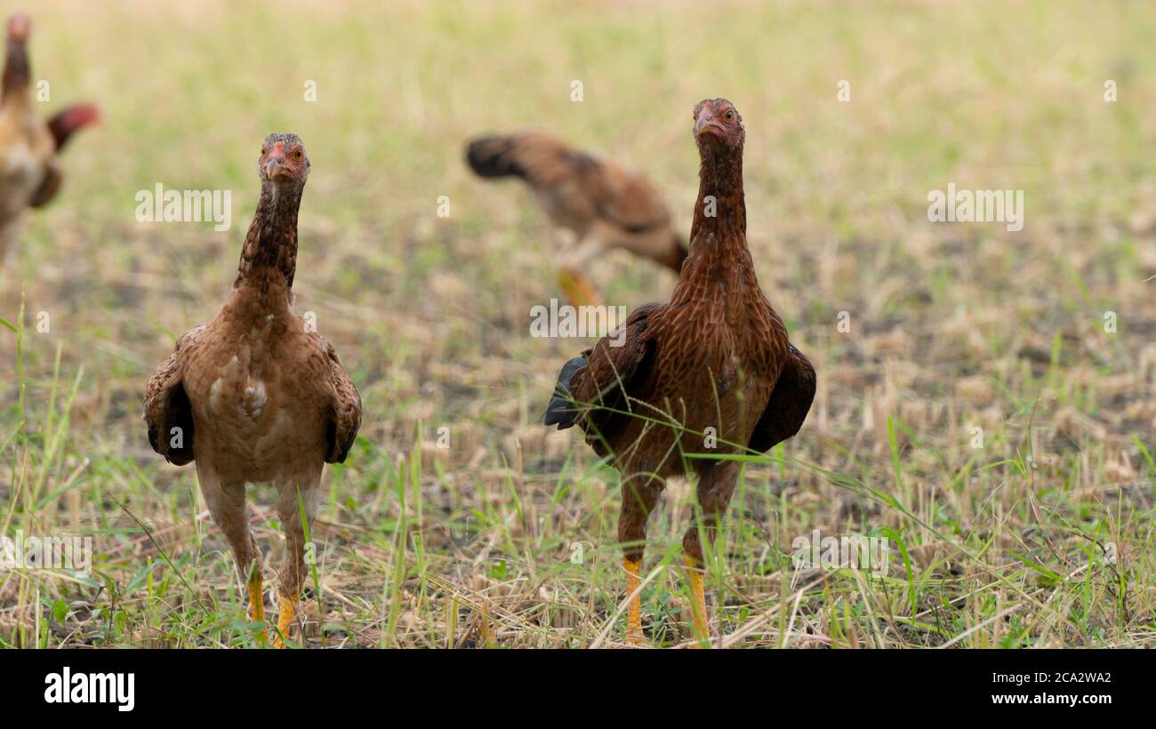 Some native chickens who are looking for food around rice fields. Free ...
