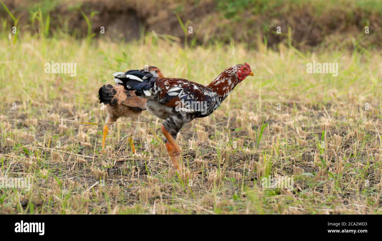 Some native chickens who are looking for food around rice fields. Free ...
