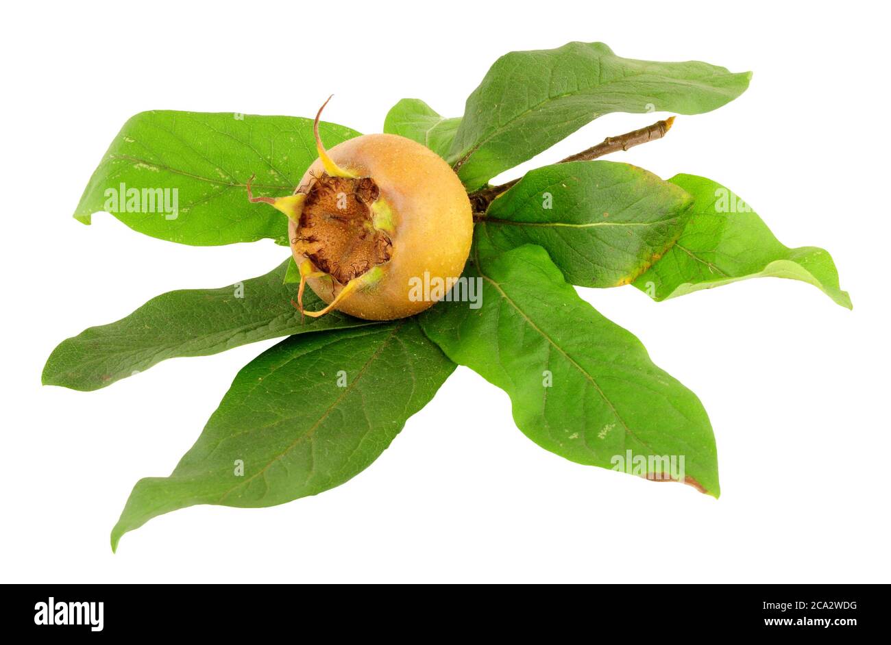 Group of common medlar fruit and leaves isolated on a white background ...