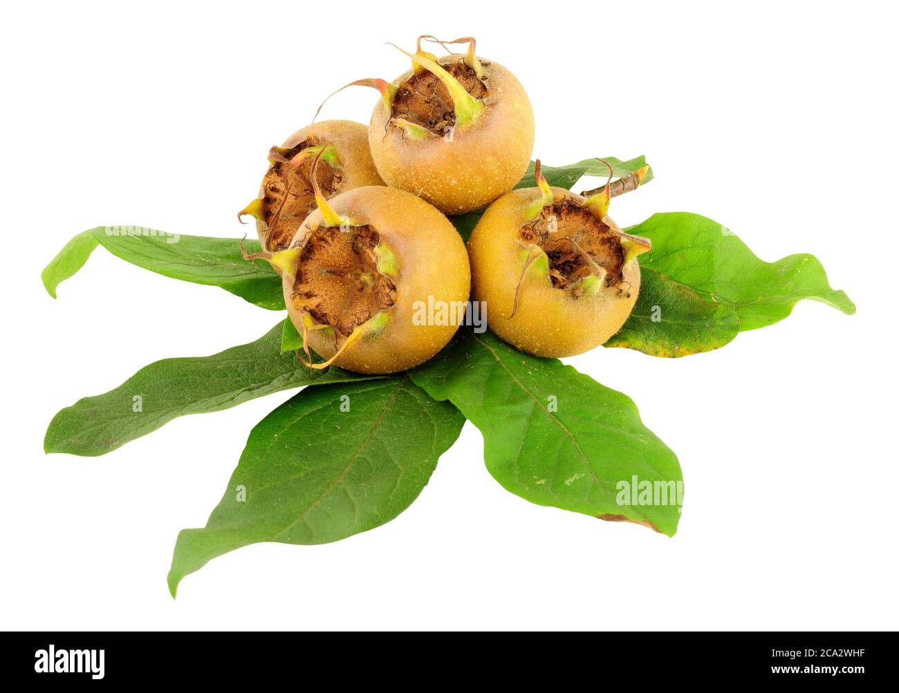 Group of common medlar fruit and leaves isolated on a white background ...