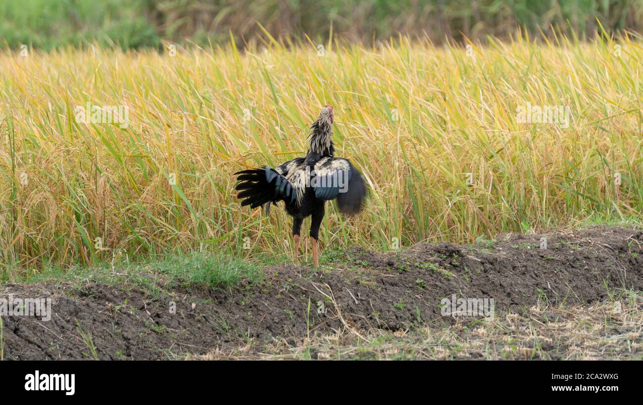 Some native chickens who are looking for food around rice fields. Free ...