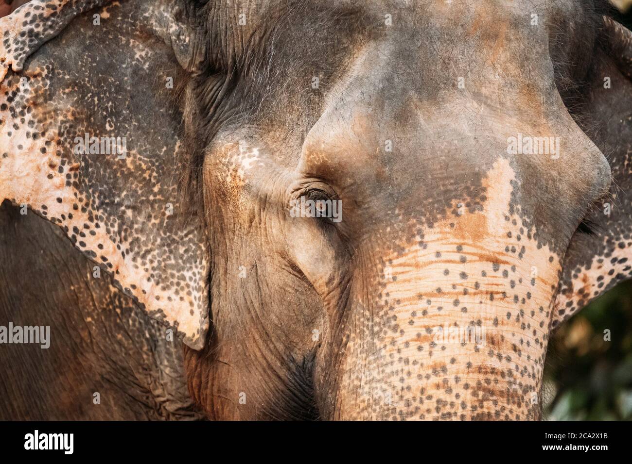 Elephant cow hi-res stock photography and images - Alamy