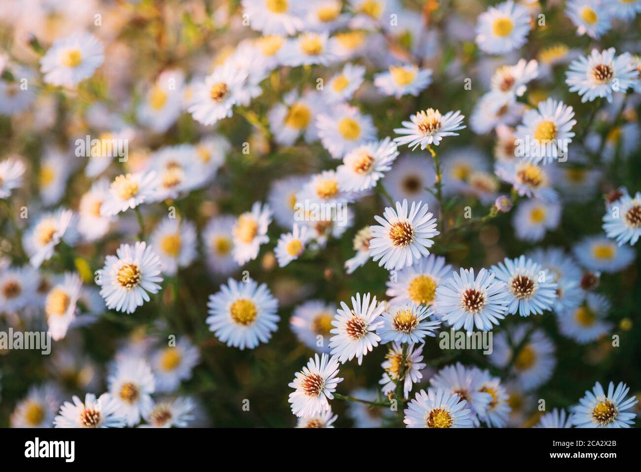 Aster amellus asteraceae hi-res stock photography and images - Alamy