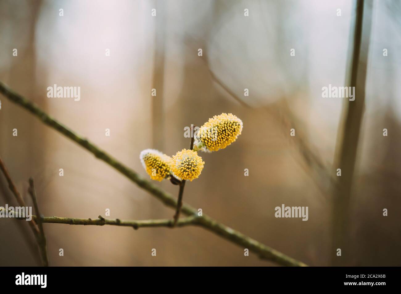 Bebb s willow hi-res stock photography and images - Alamy