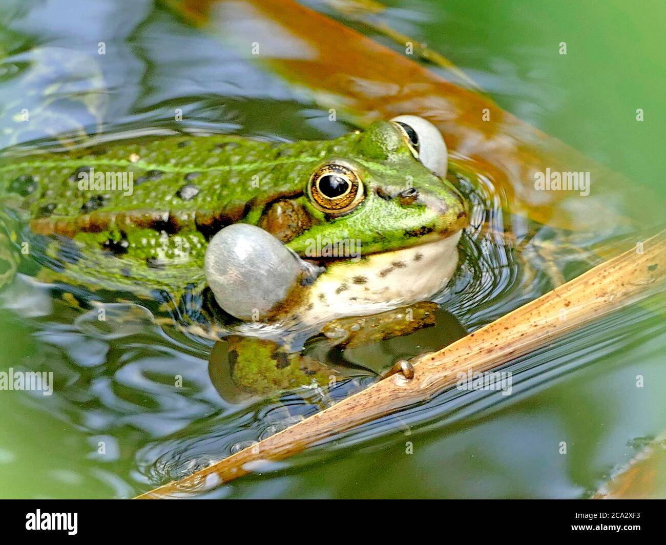 Blowing cheek hi-res stock photography and images - Alamy