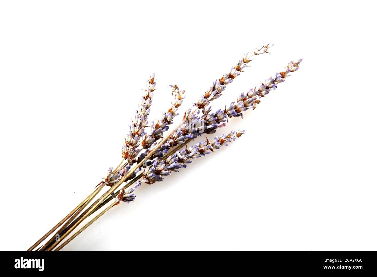 Genus lavandula hi-res stock photography and images - Alamy
