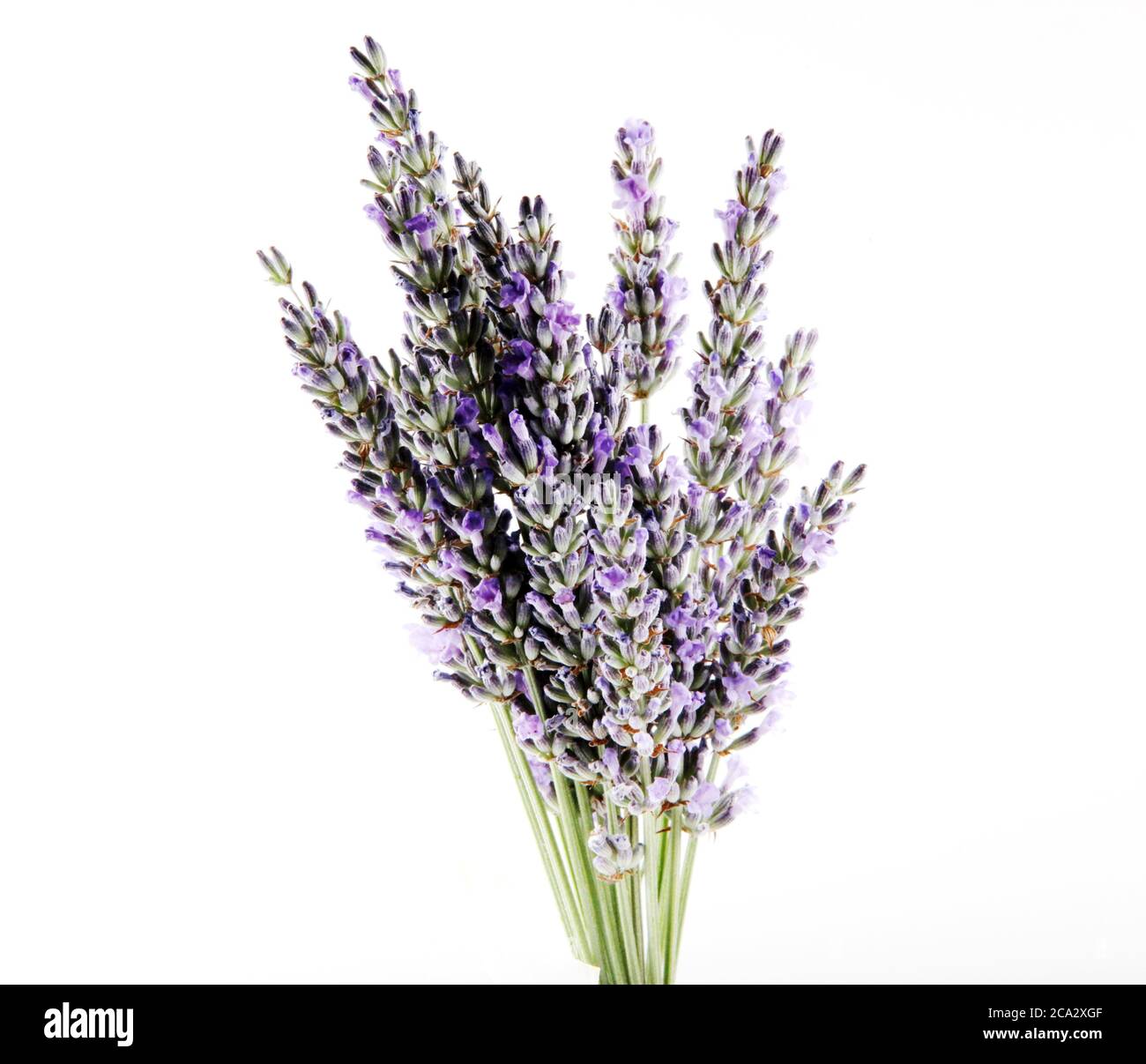 Lavandula species Cut Out Stock Images & Pictures - Alamy