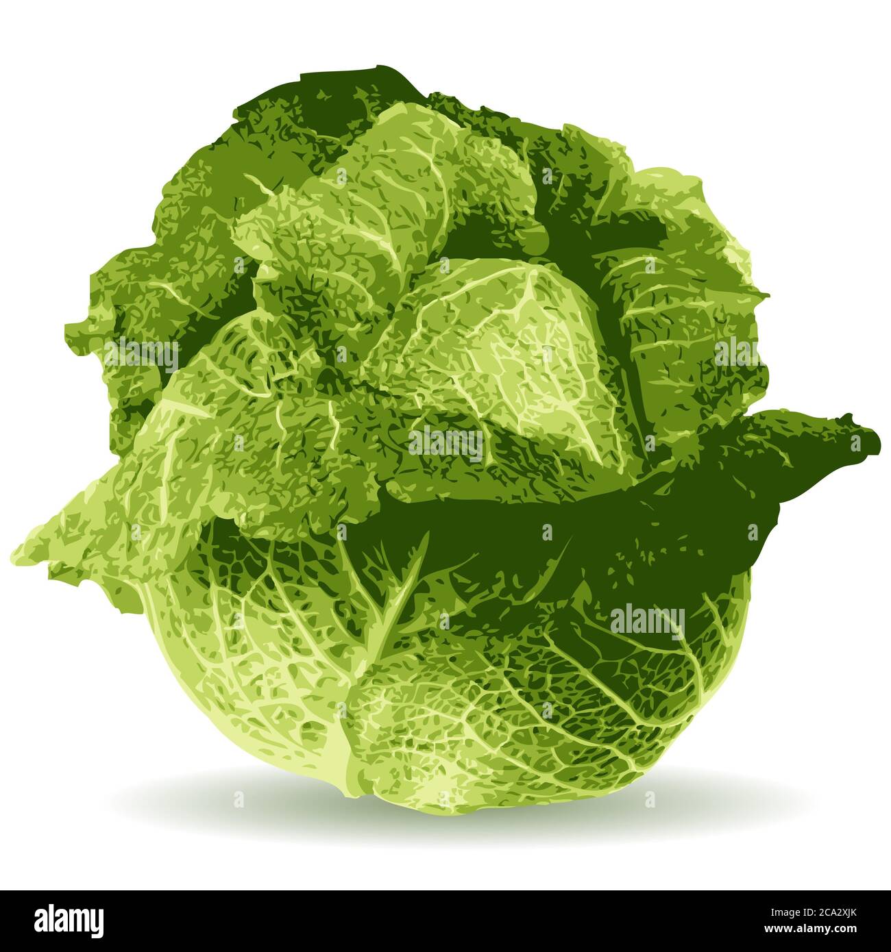 Cabbage Vector