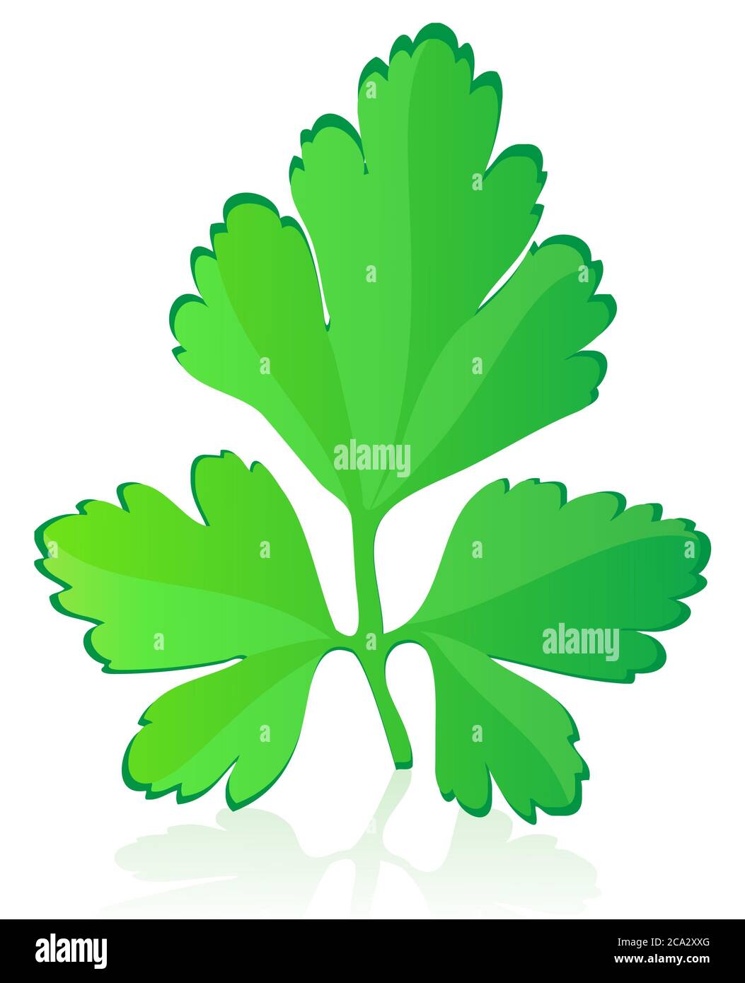 parsley vector illustration isolated on white background Stock Photo ...