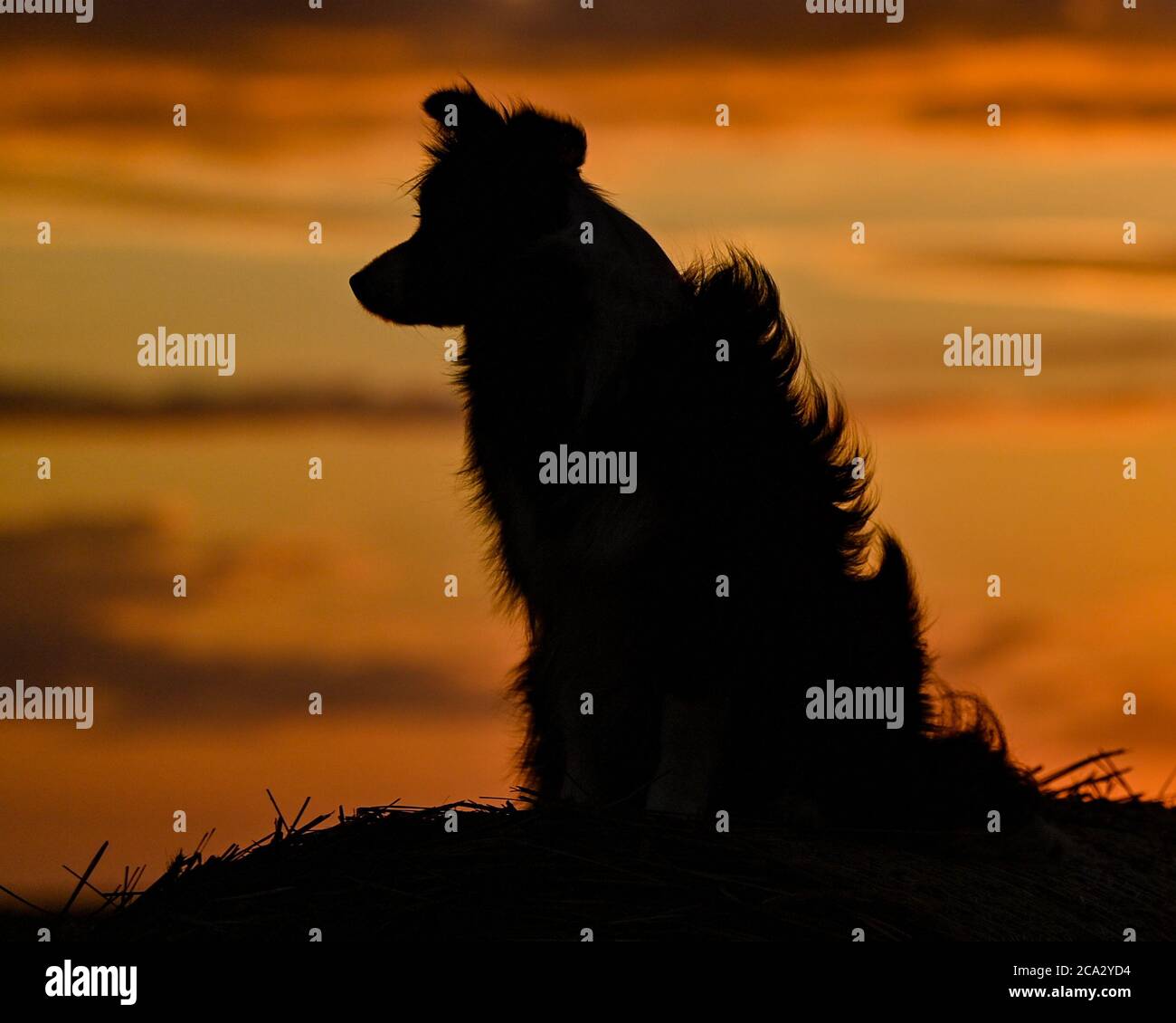 Sieversdorf, Germany. 03rd Aug, 2020. A border collie sits on a roll of ...