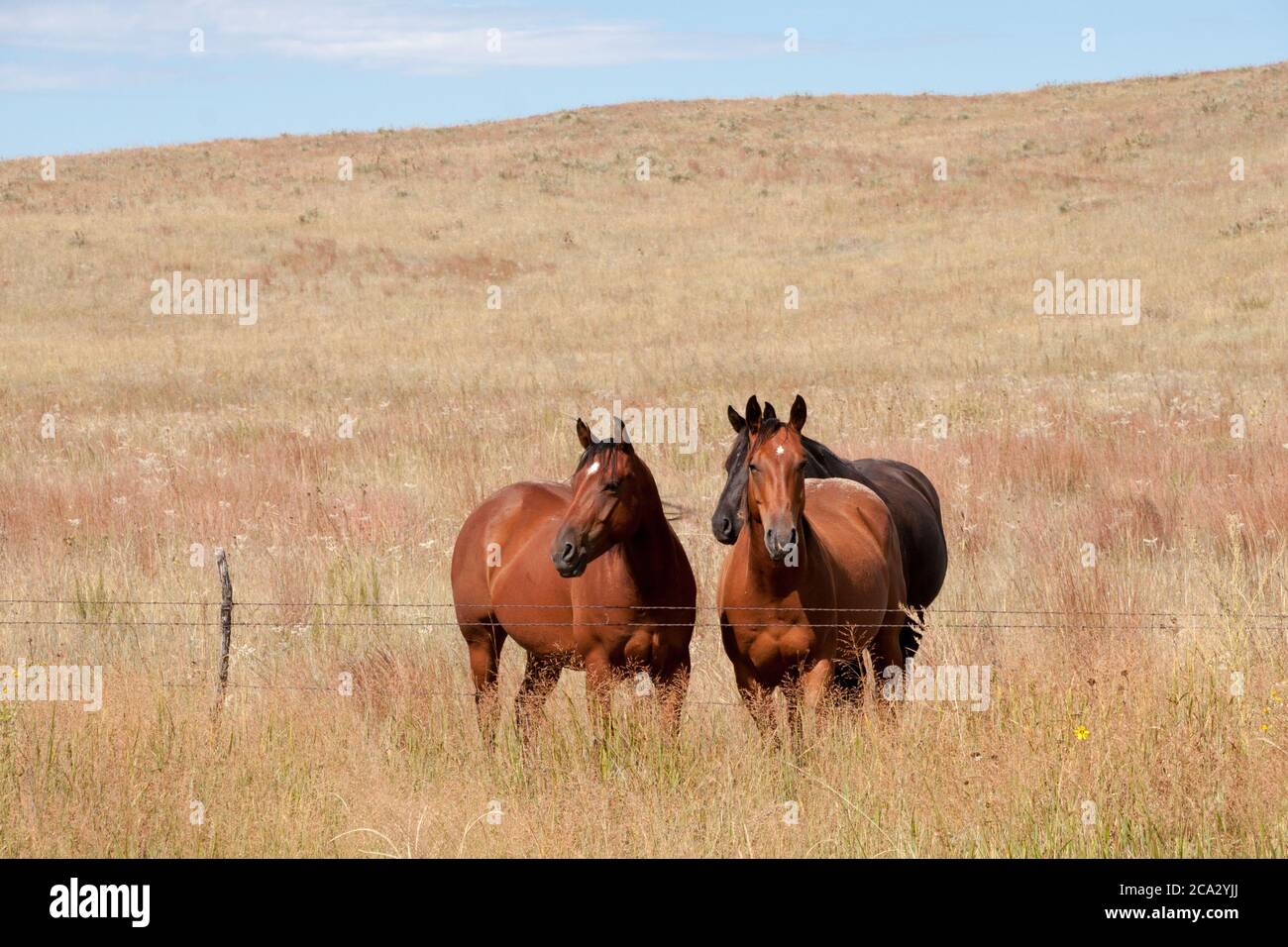 Horses in the Countryside Stock Photo - Alamy