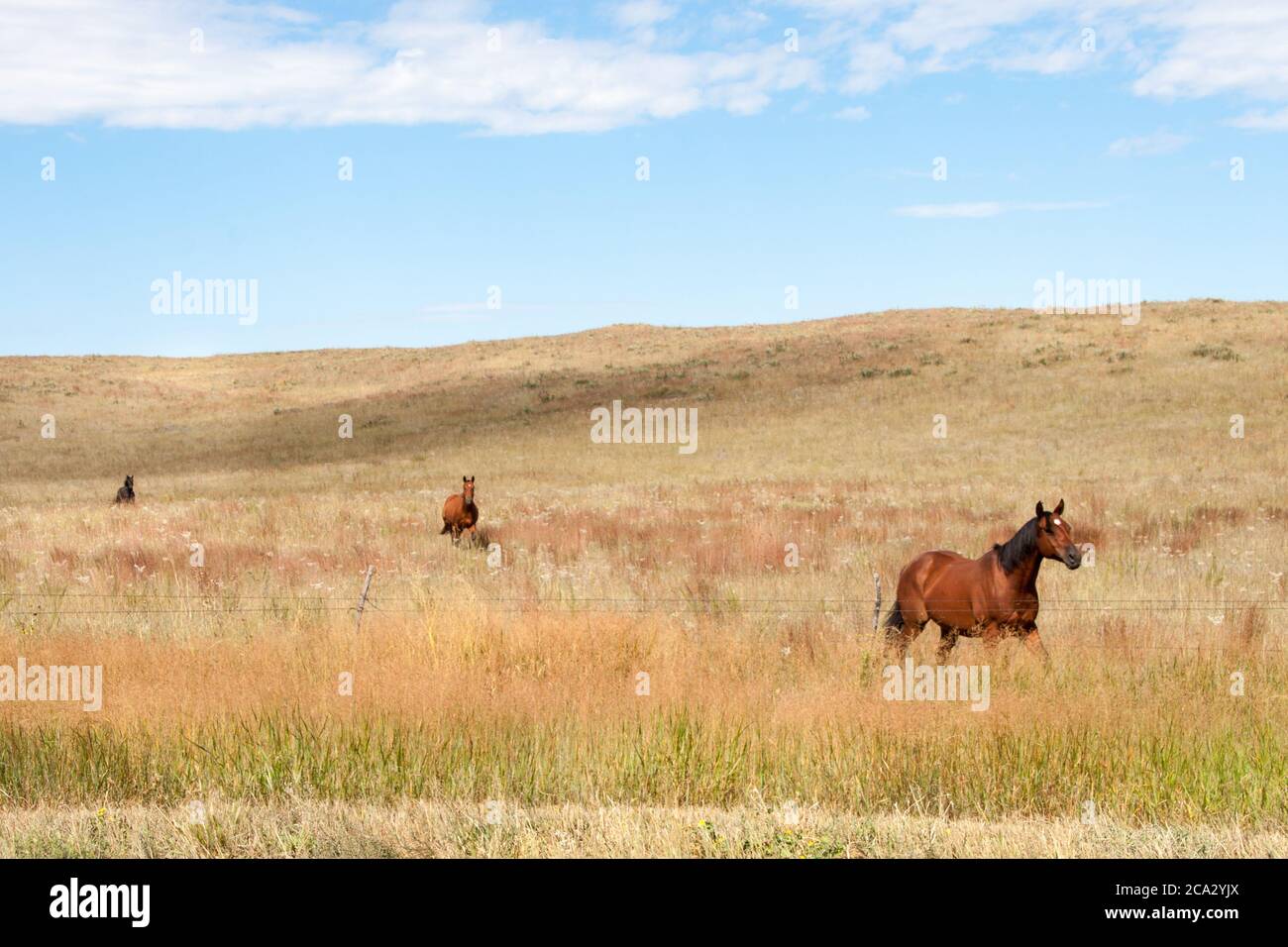 Horses in the Countryside Stock Photo - Alamy