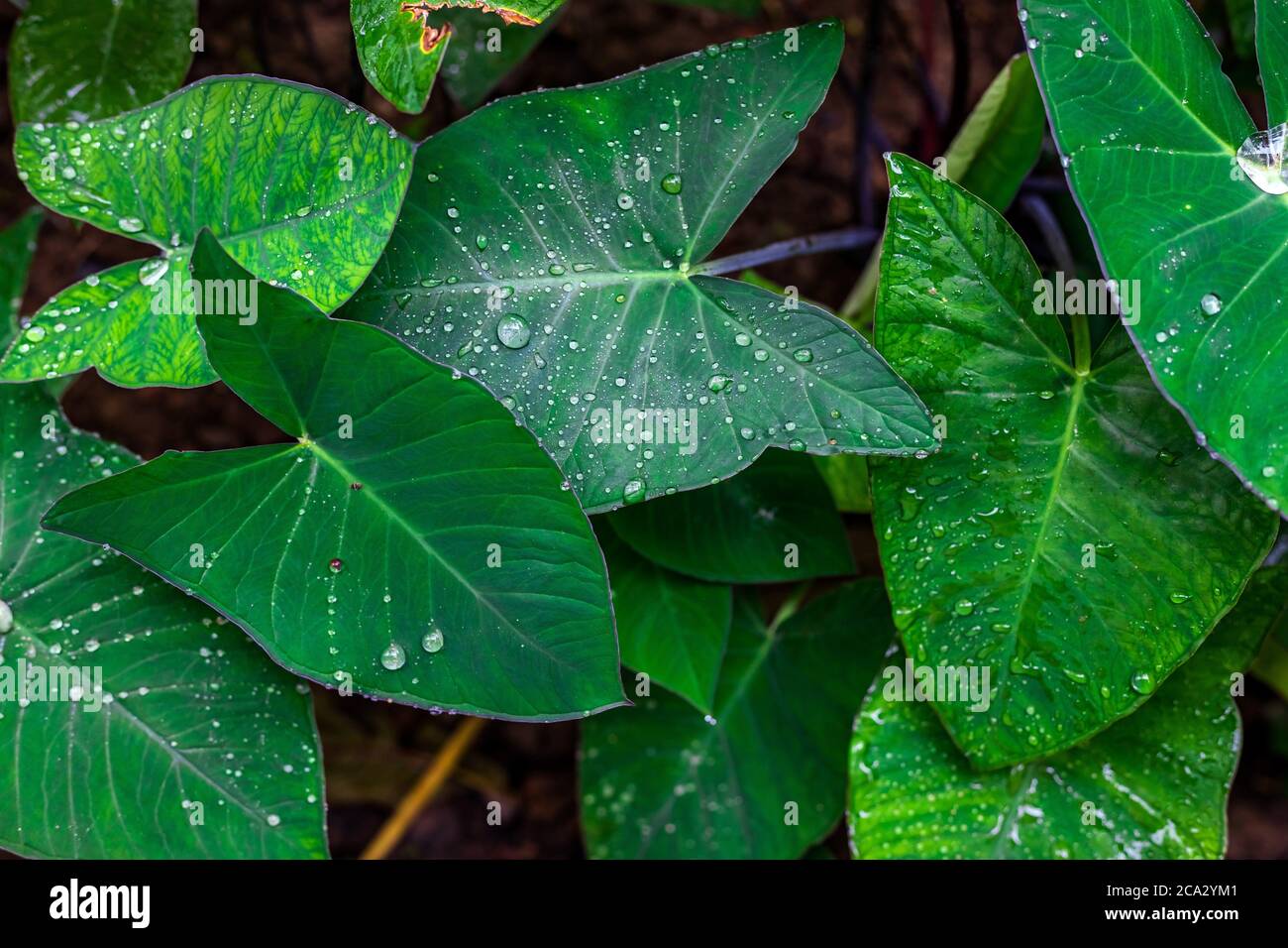 Arbi plant hi-res stock photography and images - Alamy