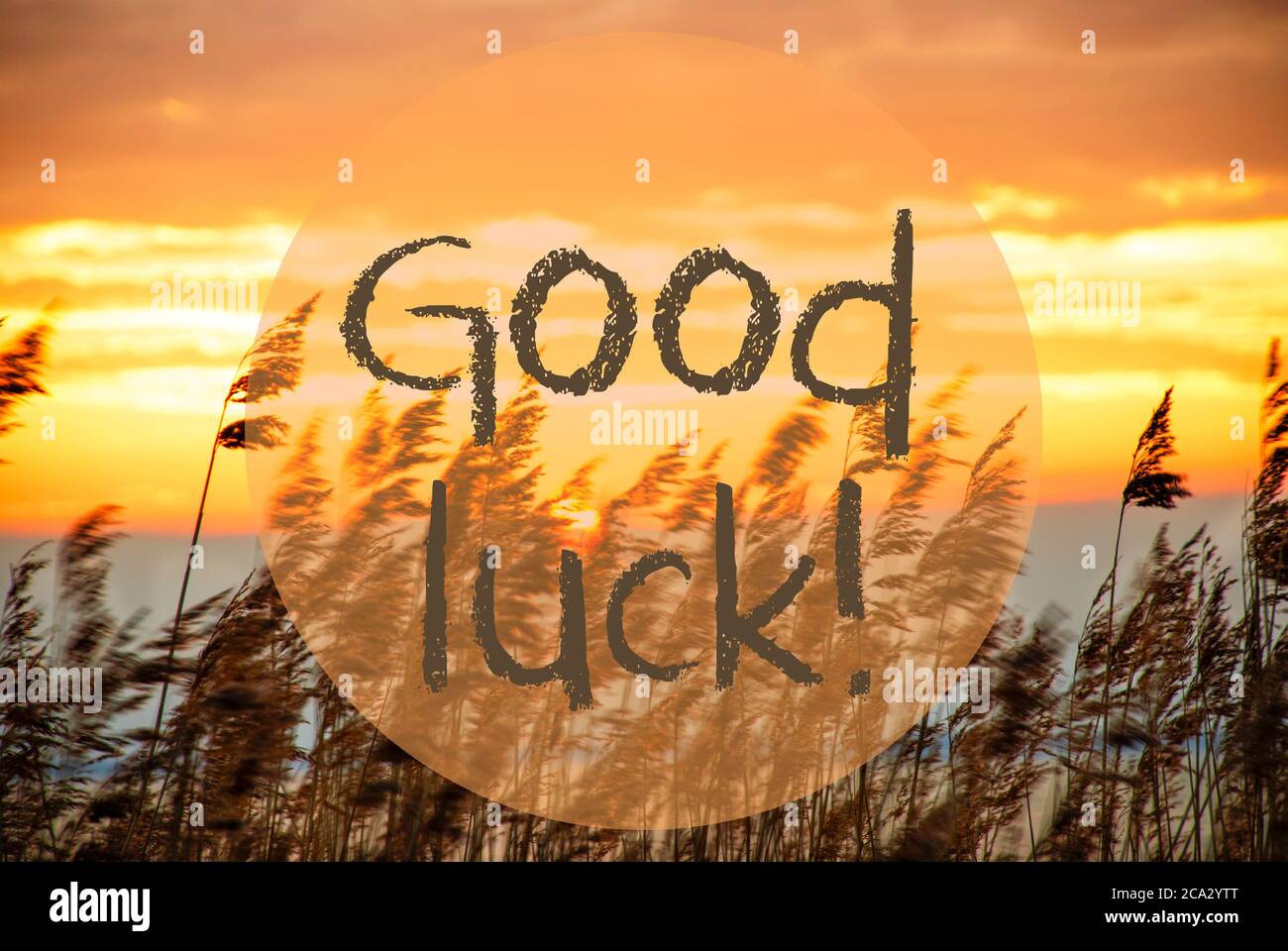 Beach Grass At Sunrise Or Sunset, Text Good Luck Stock Photo - Alamy